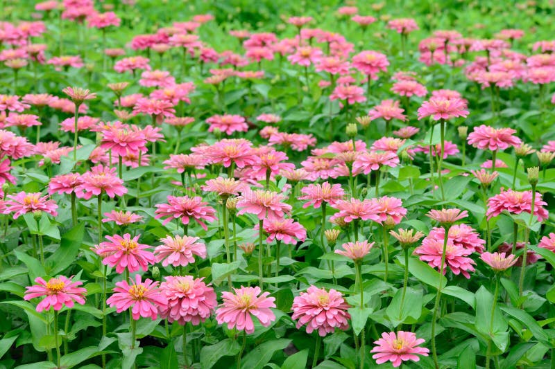Pink Zinnia flowers stock photo. Image of daisy, beautiful - 32690936