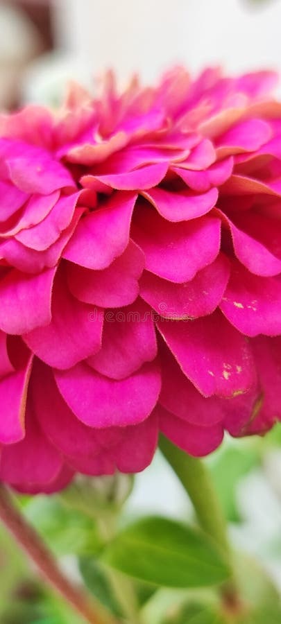 Pink Zinnia Side Closeup View of Flower Stock Photo - Image of bouquet ...