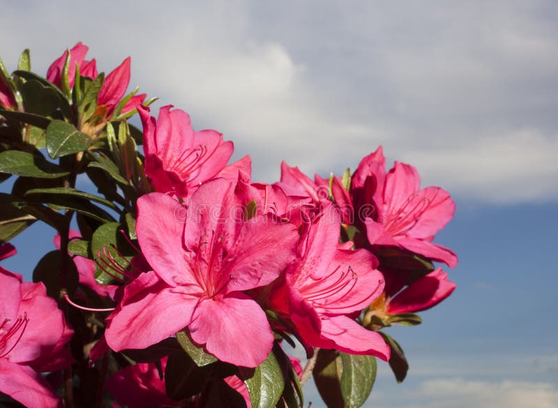Pinke azalea stock photo. Image of clouds, azalea, flowering - 72496574
