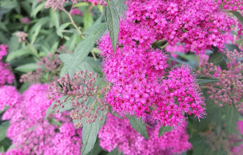 Pinkfarbene Blumen stockfoto. Bild von laub, blätter - 55820216