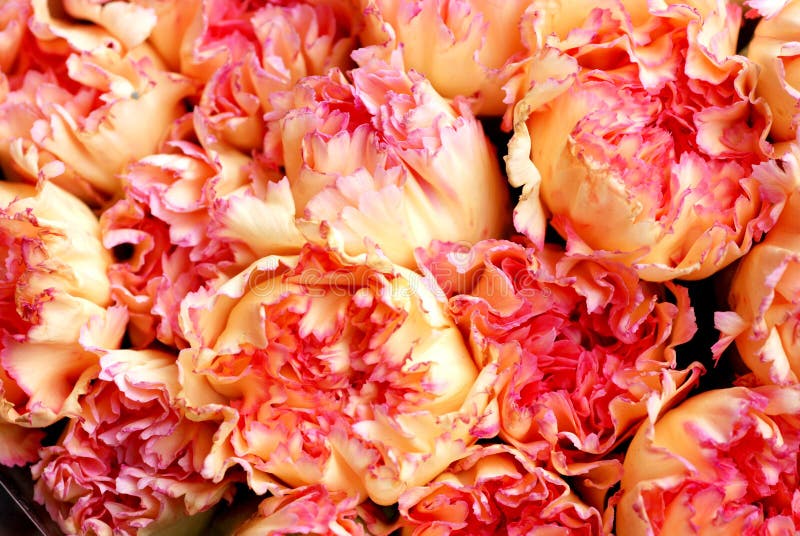 Denali Range Mt McKinley Alaska North America Stock Photo - Image of ...