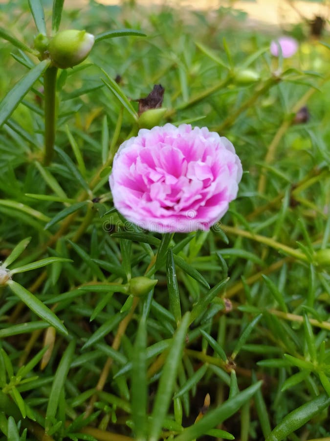 Plant Grash Stock Photos - Free & Royalty-Free Stock Photos from Dreamstime