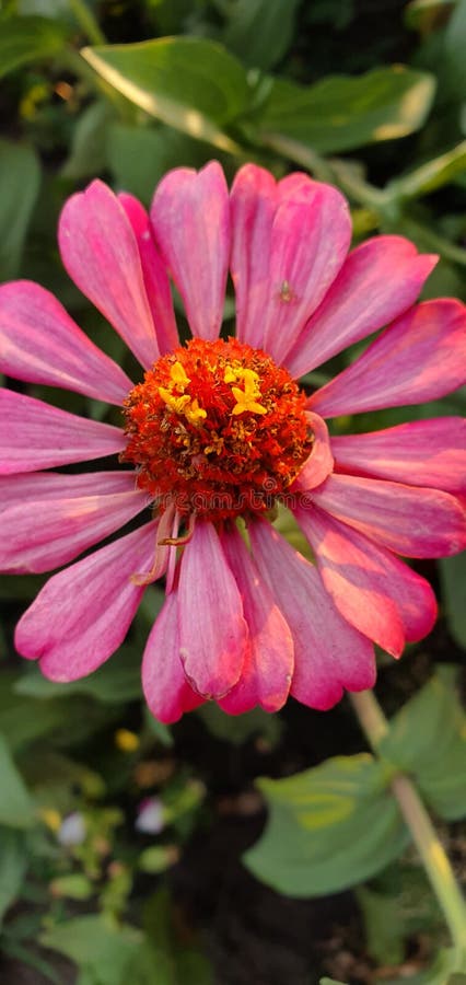 Pinkish Red Flower with Many Petals Stock Photo - Image of flower ...