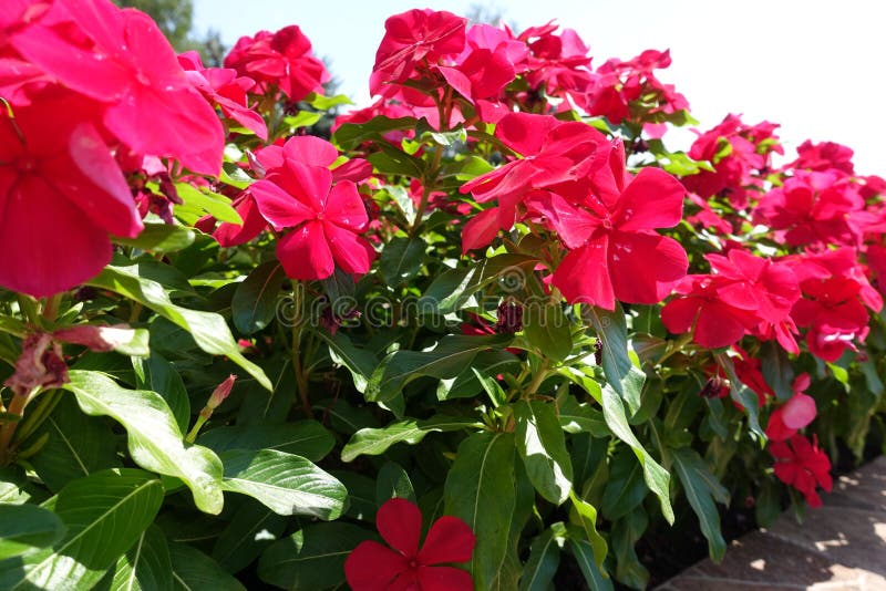 Pinkish Red Flowers of Catharanthus Roseus Stock Image - Image of ...