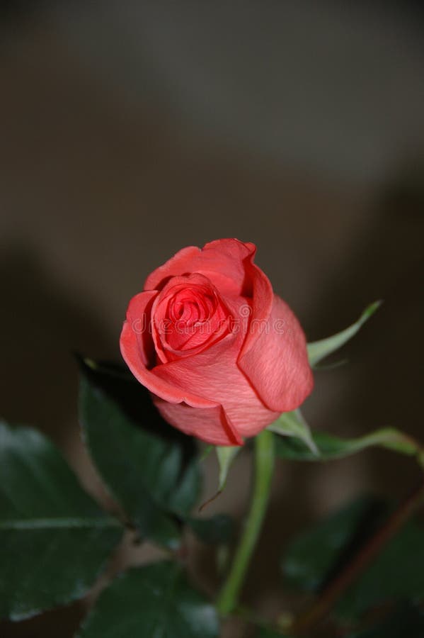 Pinkish Red Rose Bud stock photo. Image of centered, rosebud - 77632540