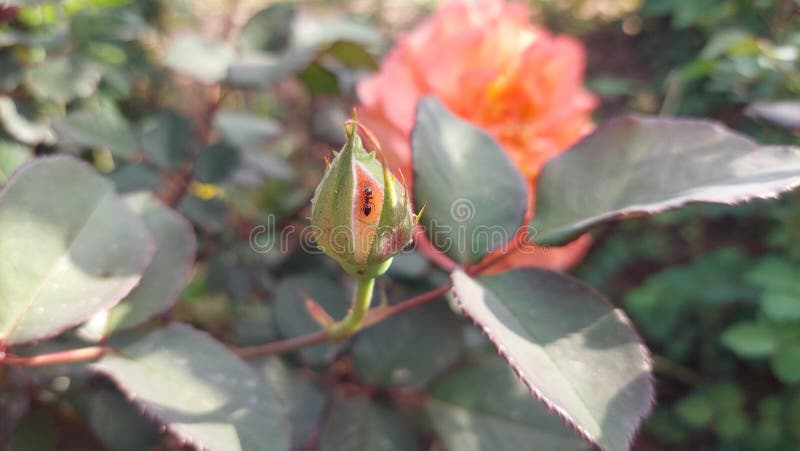 Pinkish Rose Flower Bud with Ants Stock Image - Image of evergreen ...