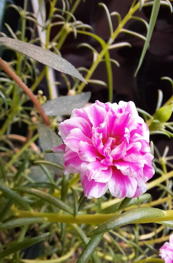 Pinkish Ruffles Moss Rose Flower Stock Photo - Image of ruffles, moss ...