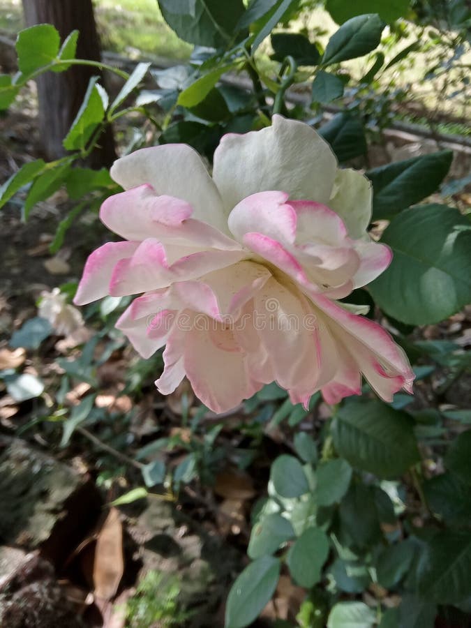 Pinkish White Rose, Petals: the Corolla in the Garden Stock Photo ...