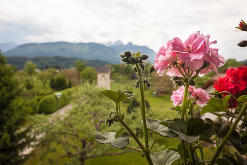 140 Pinkness Stock Photos - Free & Royalty-Free Stock Photos from ...