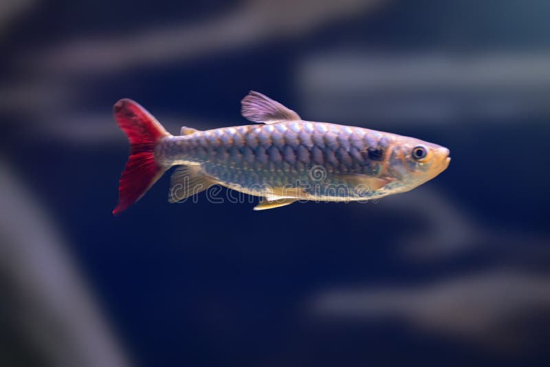 Pinktail Chalceus - Freshwater Fish Stock Image - Image of freshwater ...