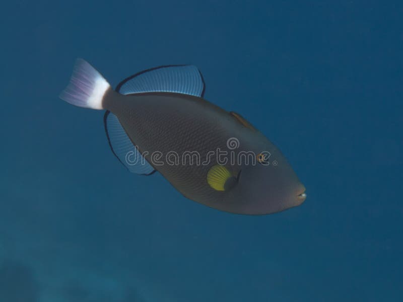 Pinktail triggerfish stock photo. Image of scuba, diving - 36377574