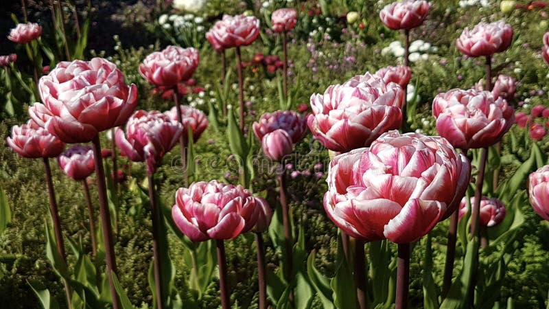 Pink Tulips stock image. Image of petal, field, wildflower - 370645195