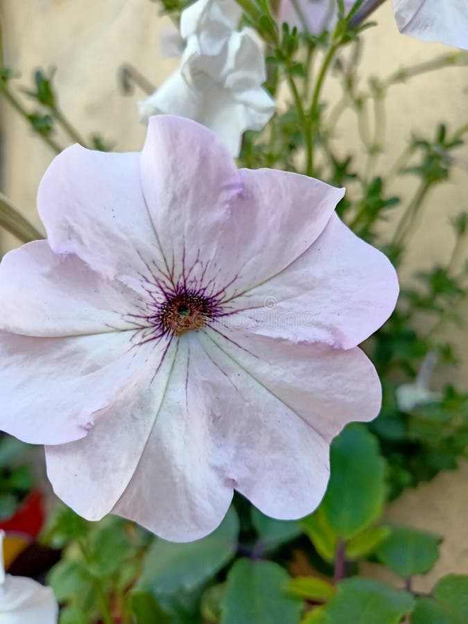 Pinky blossom flower stock image. Image of pinky, flower - 214518969