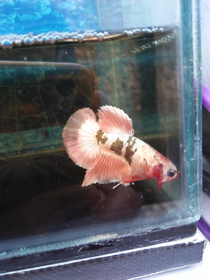 Pinky Boy Betta Fish stock image. Image of pinky, wildlife - 263777319