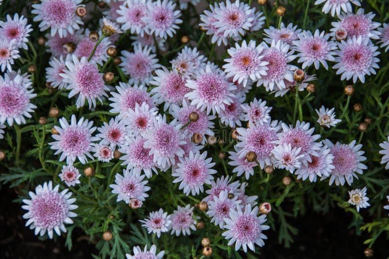 Pinky daisy on zoom stock image. Image of color, meadow - 119409701