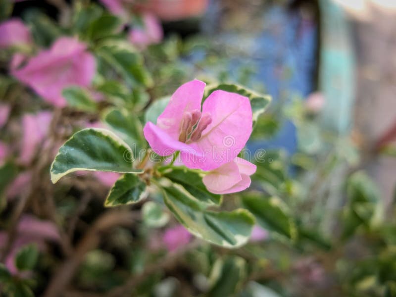 A Pinky flower stock photo. Image of petal, pink, purple - 209470748