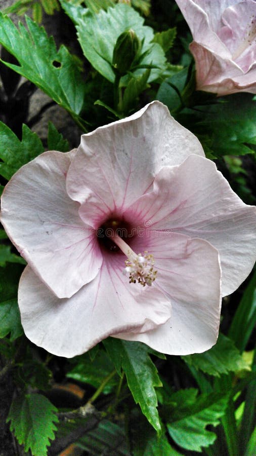 Pinky flower stock image. Image of bloom, brilliant, plant - 42603549