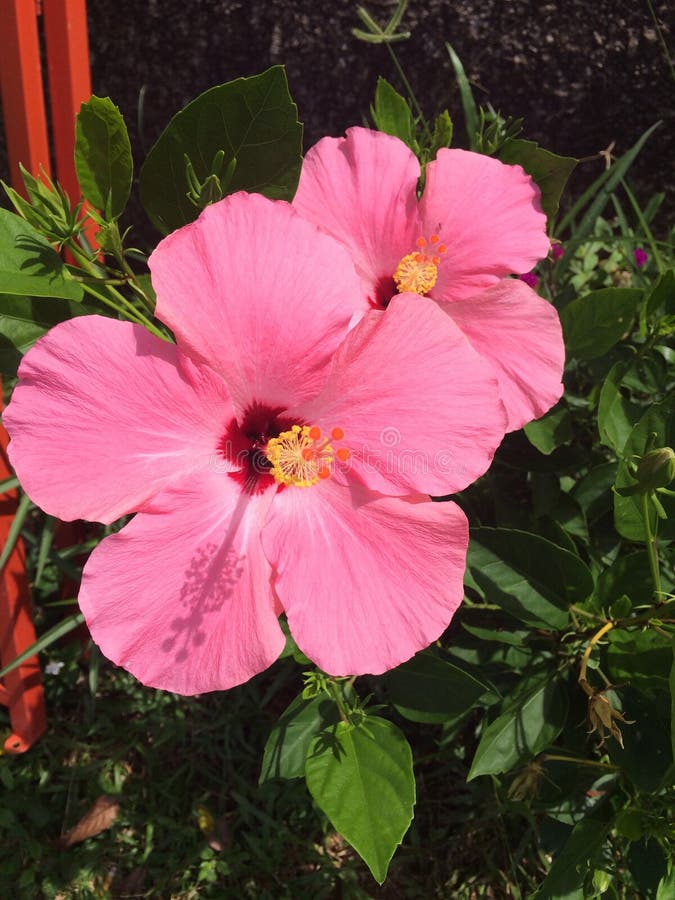 Pinky flower stock photo. Image of lovely, chaba, flower - 45964928