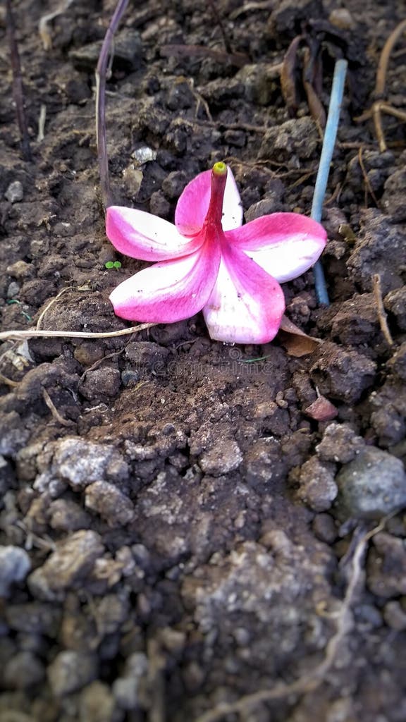 Pinky flower stock photo. Image of death, pinky, flower - 131317144