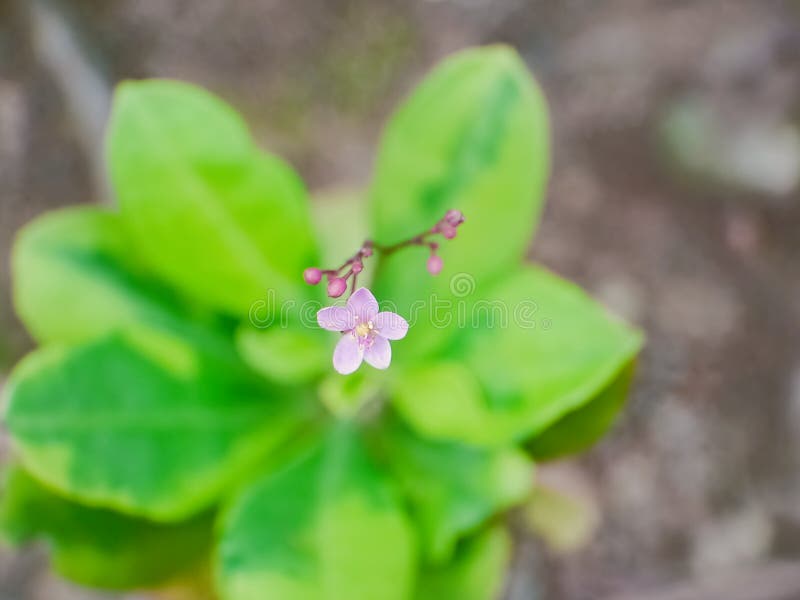 Pinky Flower Detail Nature Bokeh Stock Image - Image of nature, flower ...