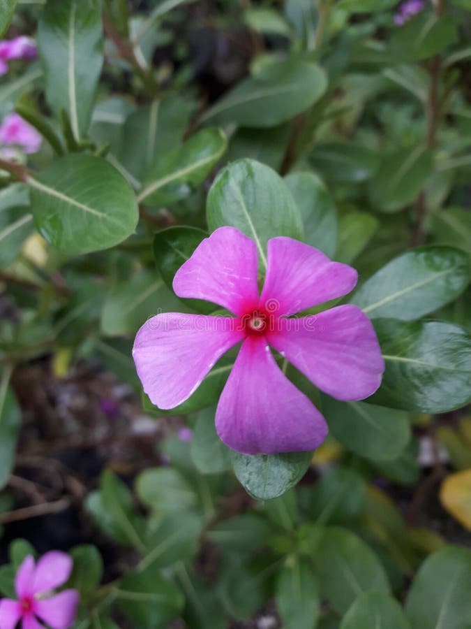Pinky flower stock photo. Image of love, pinky, flower - 84825638