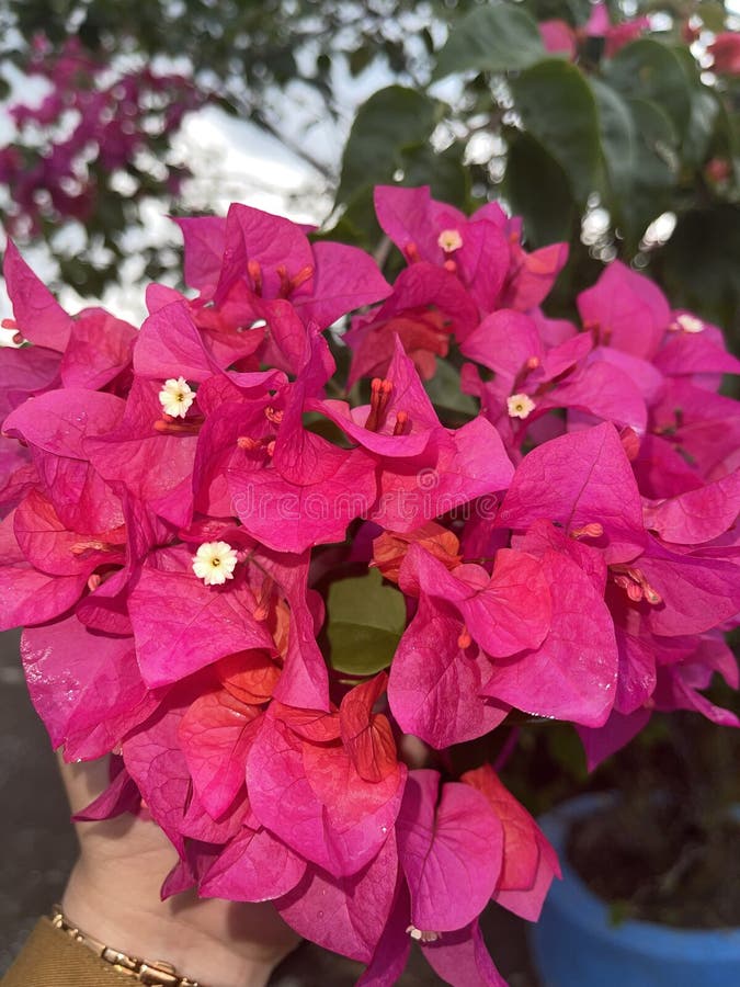 Pinky flower stock image. Image of middle, pink, elementary - 261641933