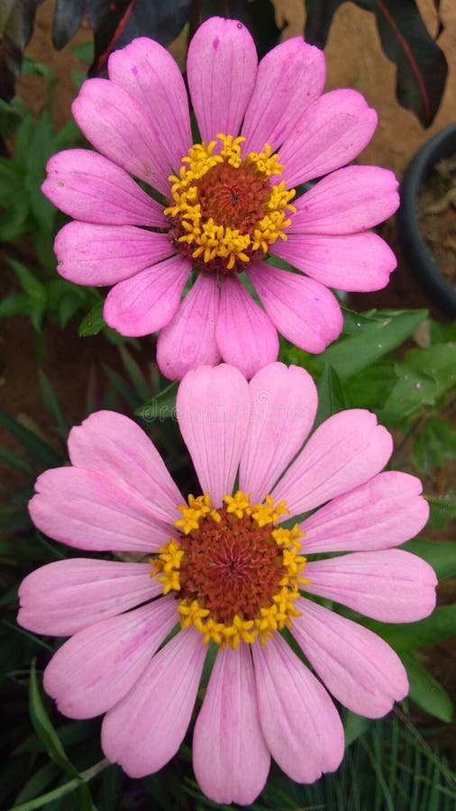 Pinky flower stock image. Image of dahlia, flower, petal - 207216383