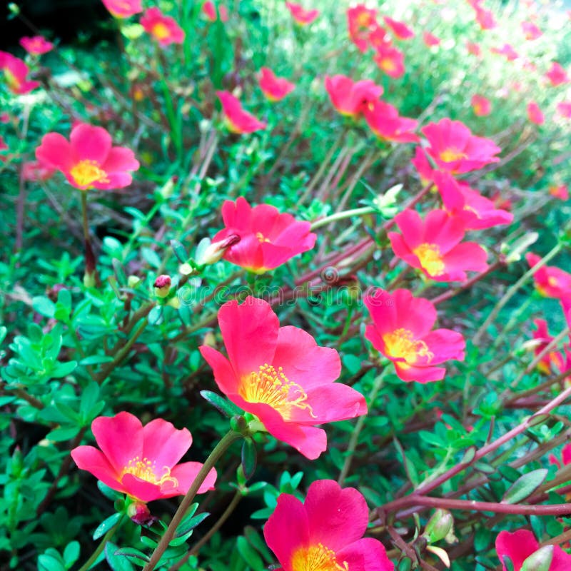 Pinky flowers stock photo. Image of yard, nature, beautiful - 202611270
