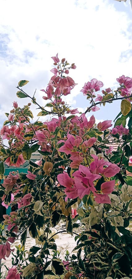 Pinky flowers blossom stock image. Image of shrub, tree - 220287243