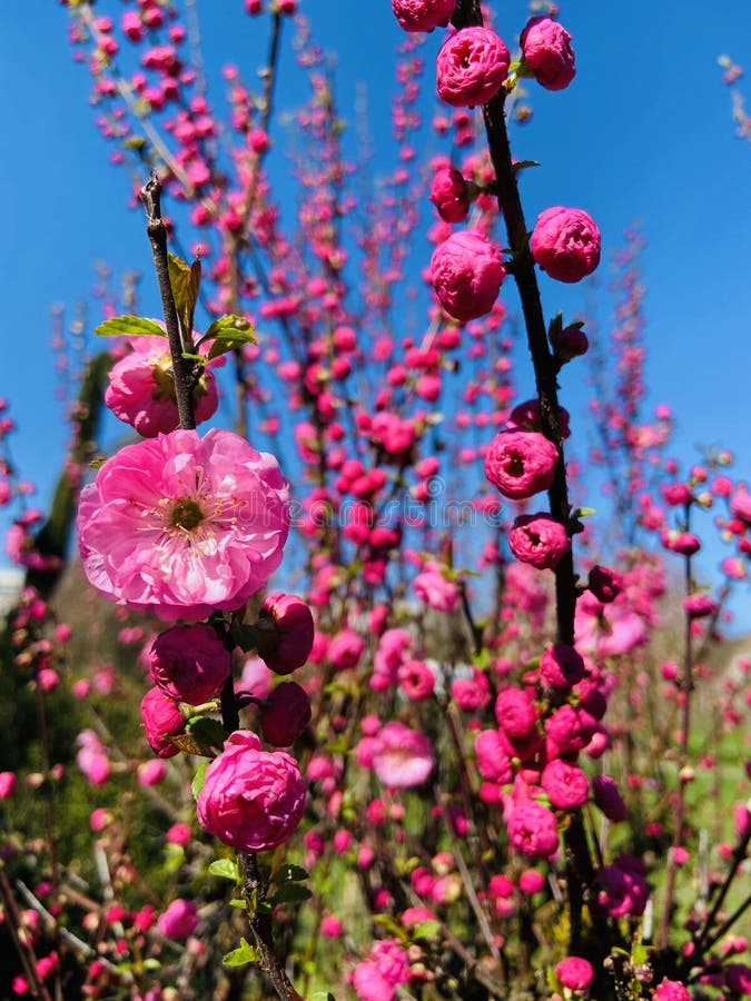 Pinky Flowers Fresh Spring Sky Stock Image - Image of flower, flowers ...