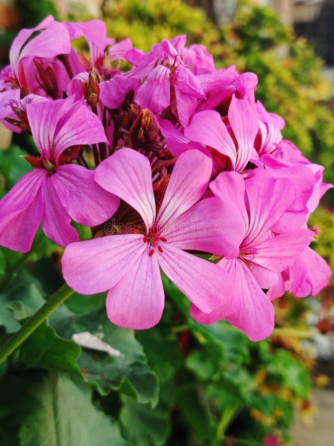 Pinky flowers stock photo. Image of follow, plant, pink - 223723648