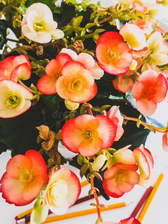 Pinky flowers stock photo. Image of pinky, home, flowers - 190424222