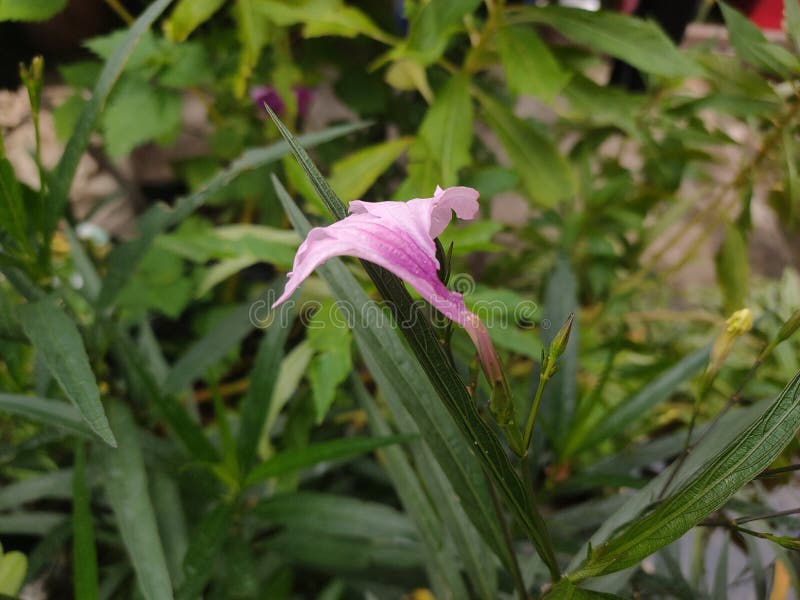 Pinky and green stock image. Image of petal, flower - 249663391