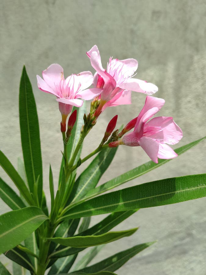 Pinky Leander flowers stock image. Image of orchid, shrub - 187999995
