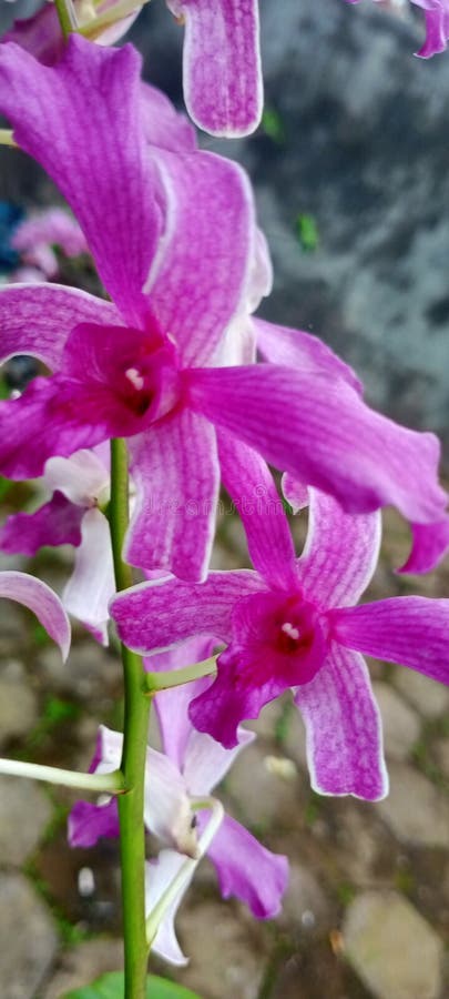 Pinky Orch Stock Photos - Free & Royalty-Free Stock Photos from Dreamstime