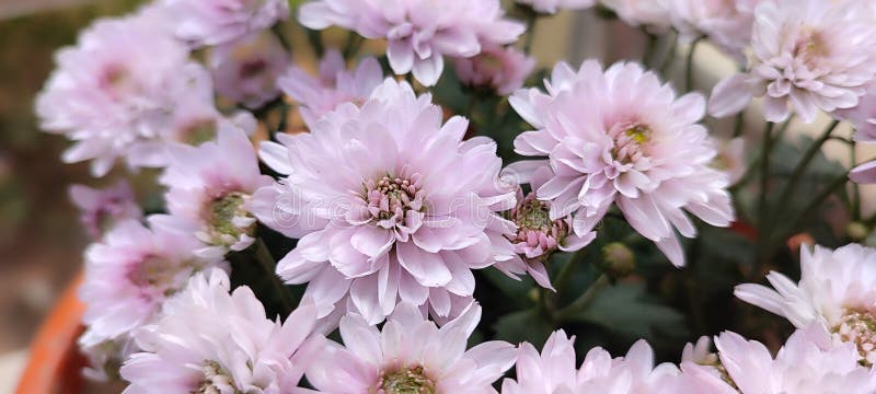 Pinky Pink Colour Flower Very Beautiful Stock Photo - Image of ...
