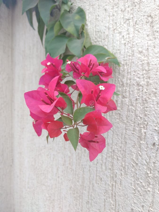 Pinky stock photo. Image of friday, nature, pink, wallpaper - 80741062