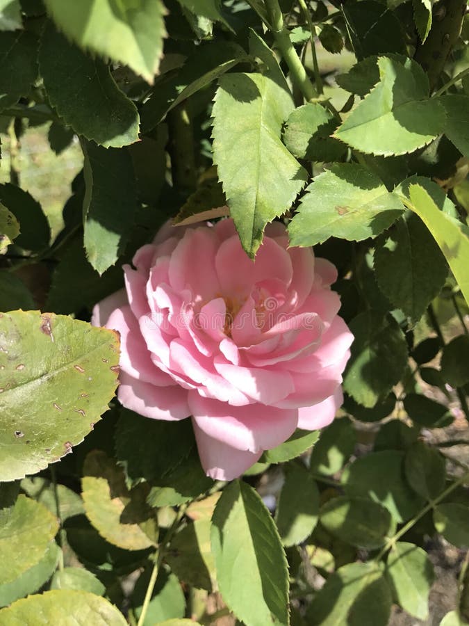 Pinky stock photo. Image of pinky, hiding, rose, pink - 102652656