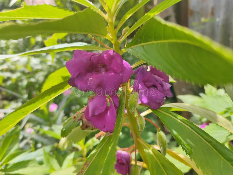 The pinky and green stock photo. Image of branch, flower - 249804474