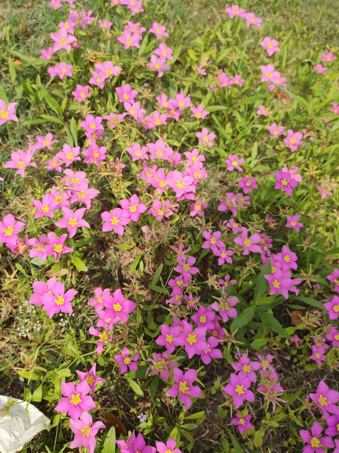 Pinky stock image. Image of evergreen, blossom, garden - 217505705