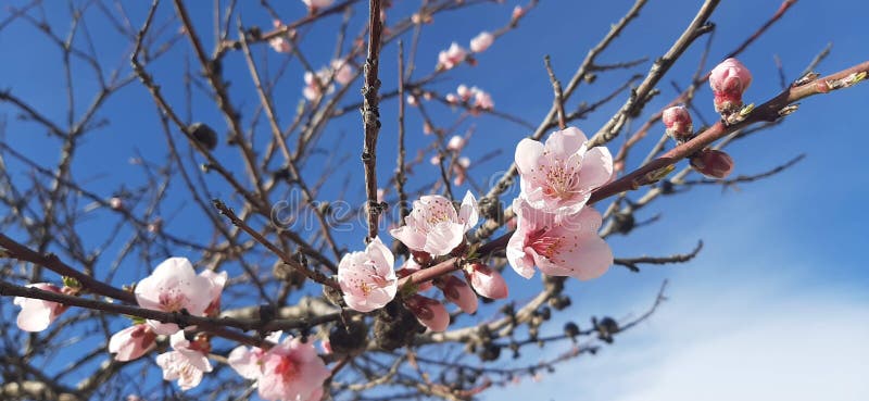Pinky radiant flowers stock photo. Image of petal, food - 210511838