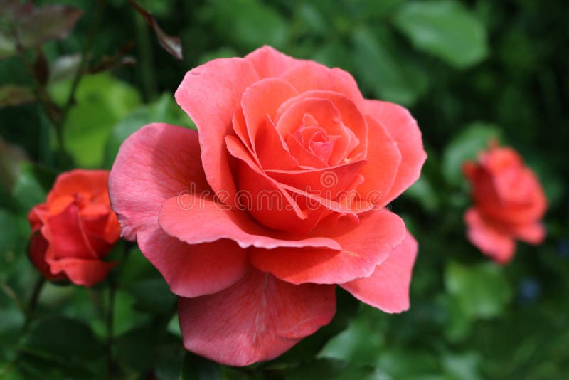 Light Red Roses stock image. Image of green, flora, fresh - 131007653