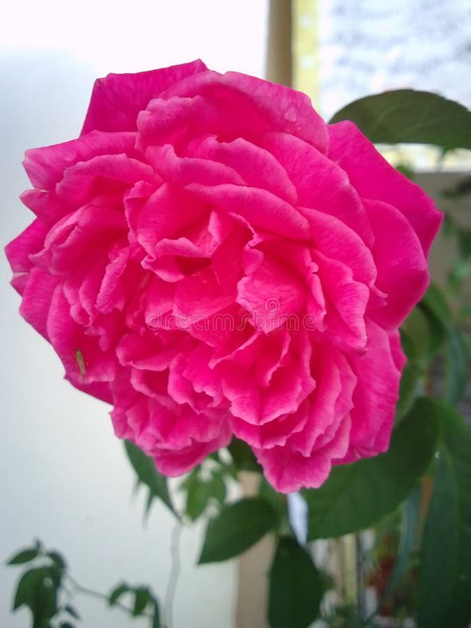 Pinky Red Rose Flowery stock image. Image of plant, flowery - 270105197