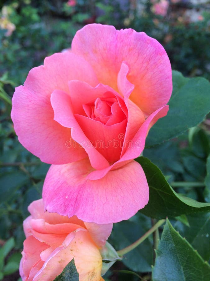 The Pinky Rose From The Garden Stock Image - Image of summer, vintage ...