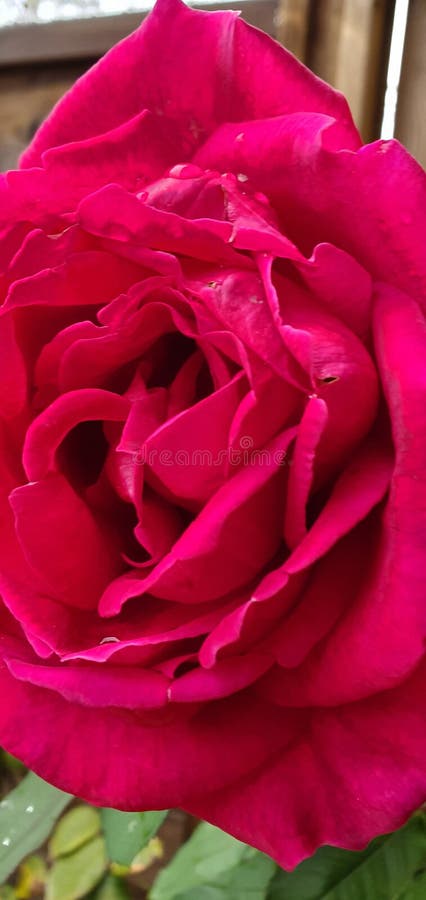 The Pinky Rose from the Garden Stock Image - Image of floral, rose ...
