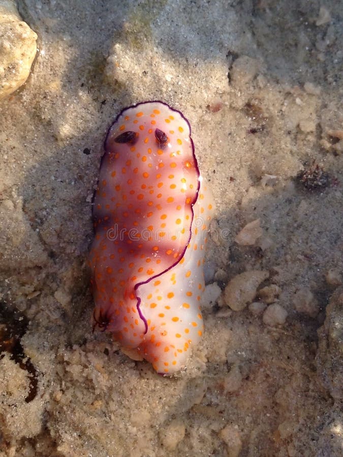 Pinky sea slug stock image. Image of underwater, amoenum - 43144697