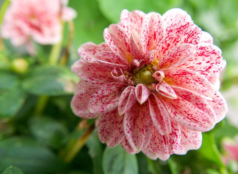 Pinky stock photo. Image of botanical, stunning, pink - 255899808