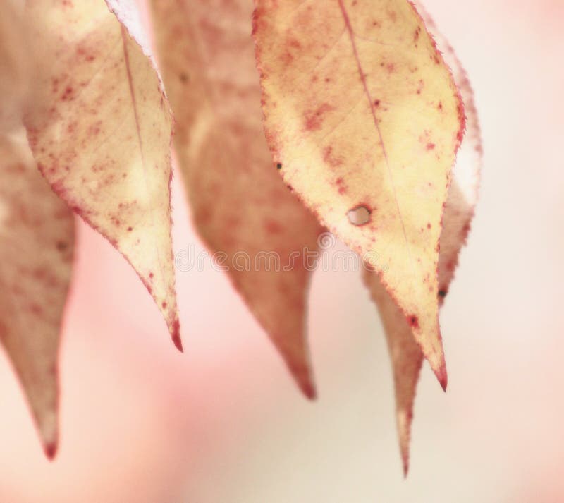 Pastel Fall Colors stock photo. Image of color, forest - 11189946