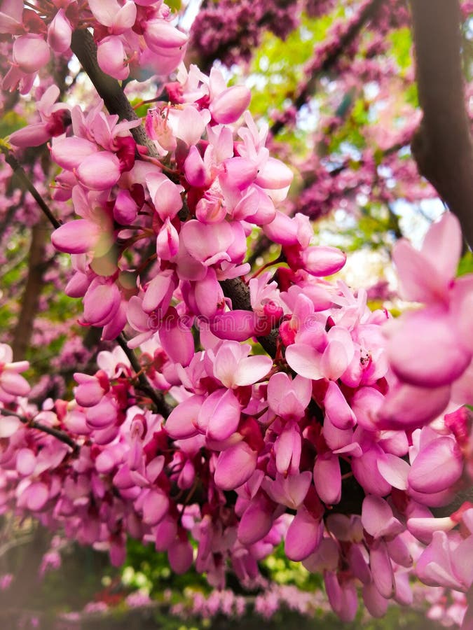 Pinky tree in bloom stock image. Image of blossom, bouquet - 181969875