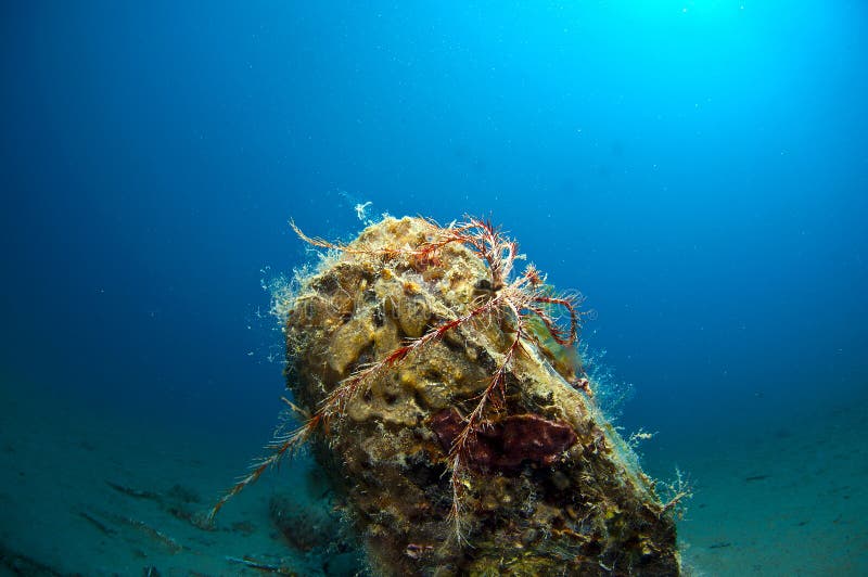 Pinna nobilis stock image. Image of selective, small - 69172103